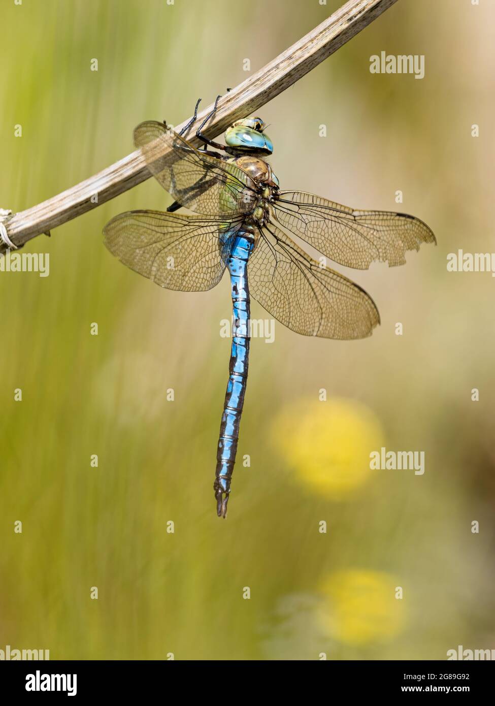 Blue dragon flys hi-res stock photography and images - Alamy