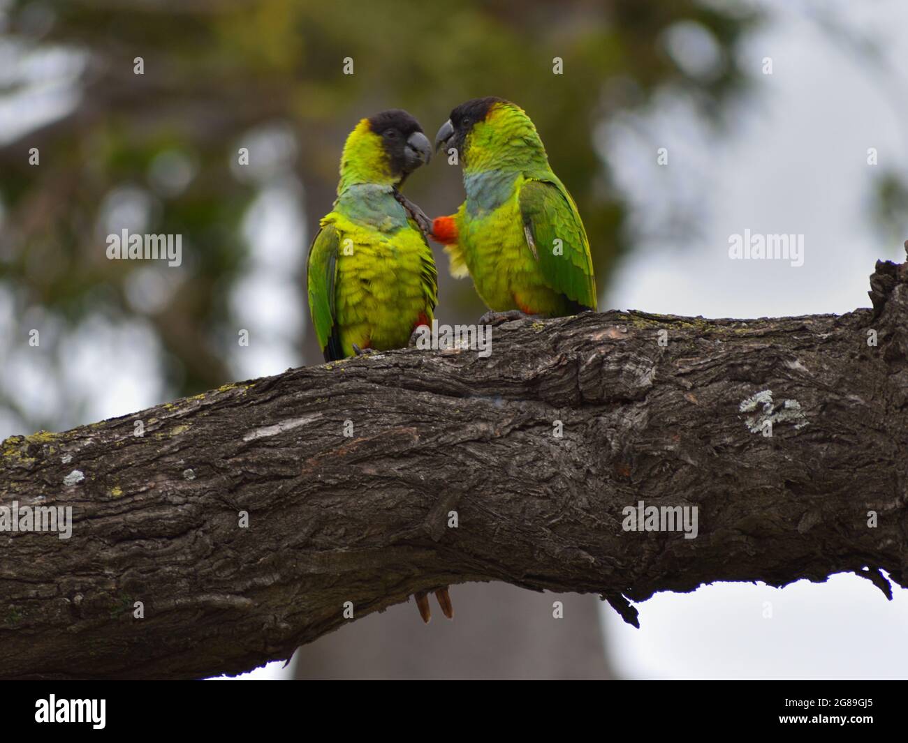 group of nanday parakeet (Aratinga nenday), also known as the black ...