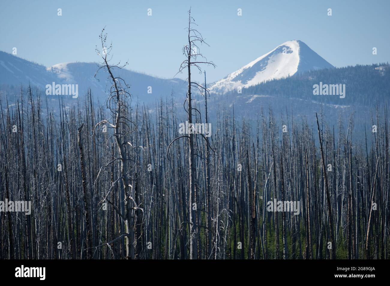 Fire damaged trees hi-res stock photography and images - Alamy