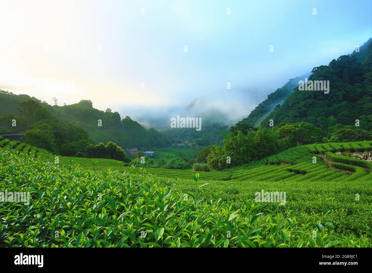 The landscape of tea plantation and green forest with fog in the valley ...