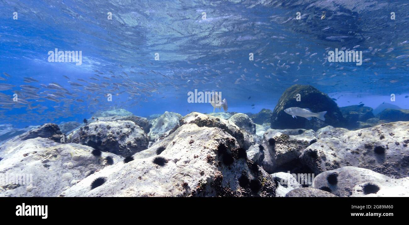 From The Blue Reef Aquarium High Resolution Stock Photography and ...