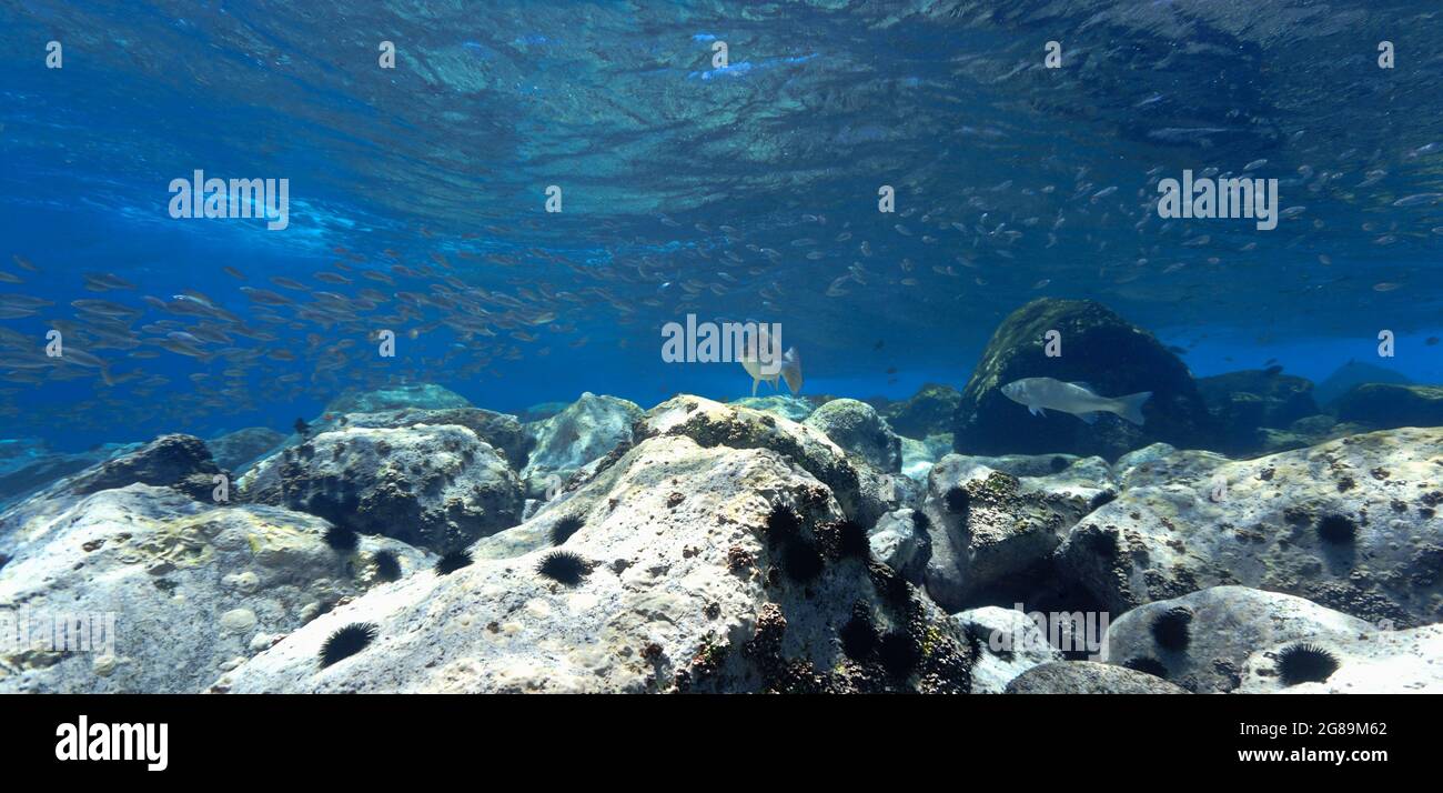 From the blue reef aquarium hi-res stock photography and images - Alamy