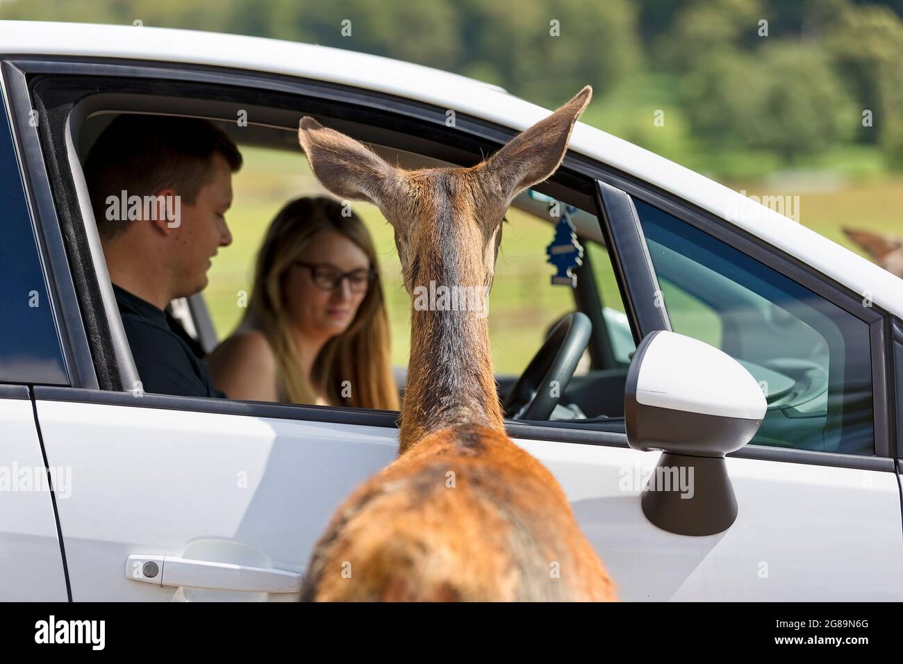 A Female Red Deer Hind (Cervus elaphus) looks into a car wanting food ...