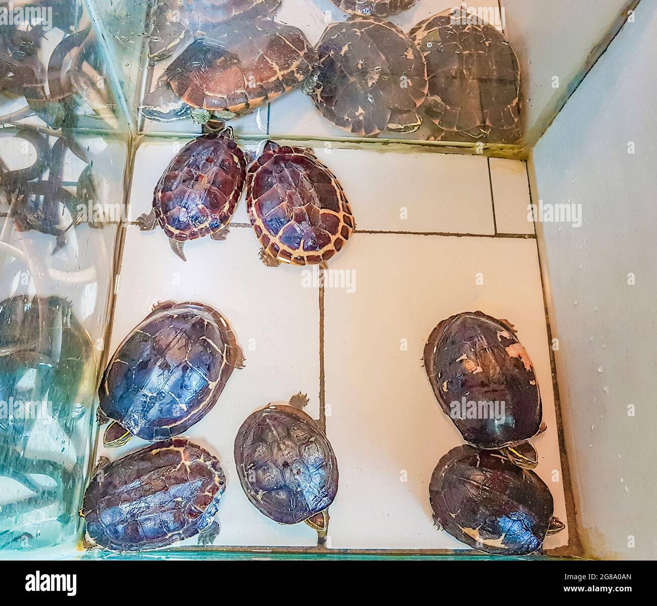 Many eels and turtles gathered in Bangrak market on Koh Samui Surat ...
