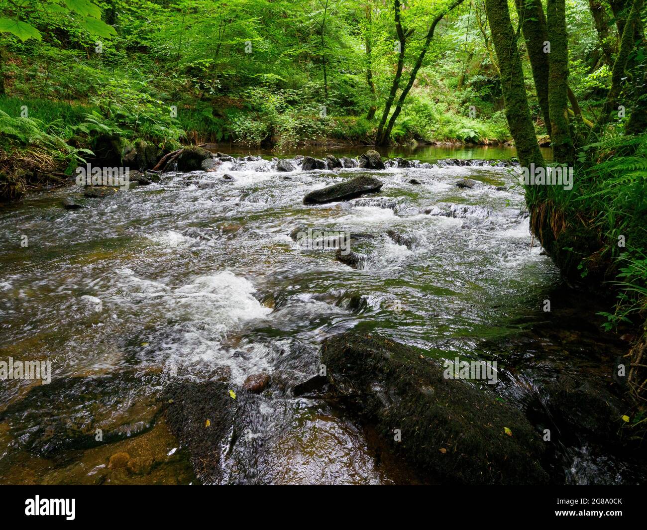 River Lynher flowing through Stara Woodland, Cornwall, UK Stock Photo ...