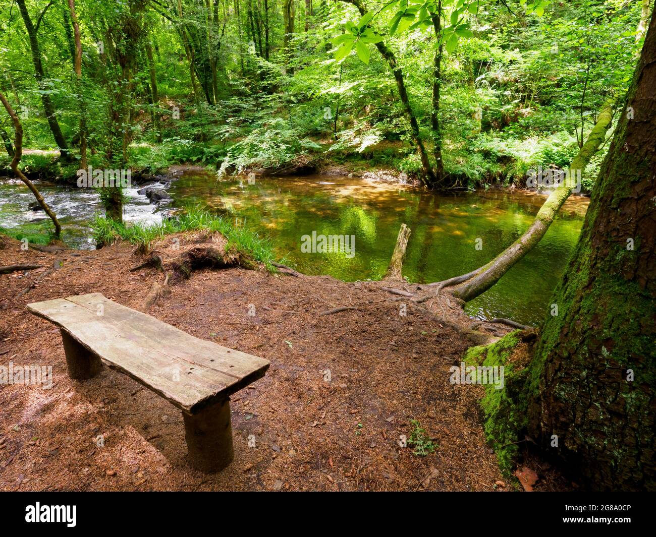 Rustic wooden bench overlooking the River Lynher in Stara Woods ...
