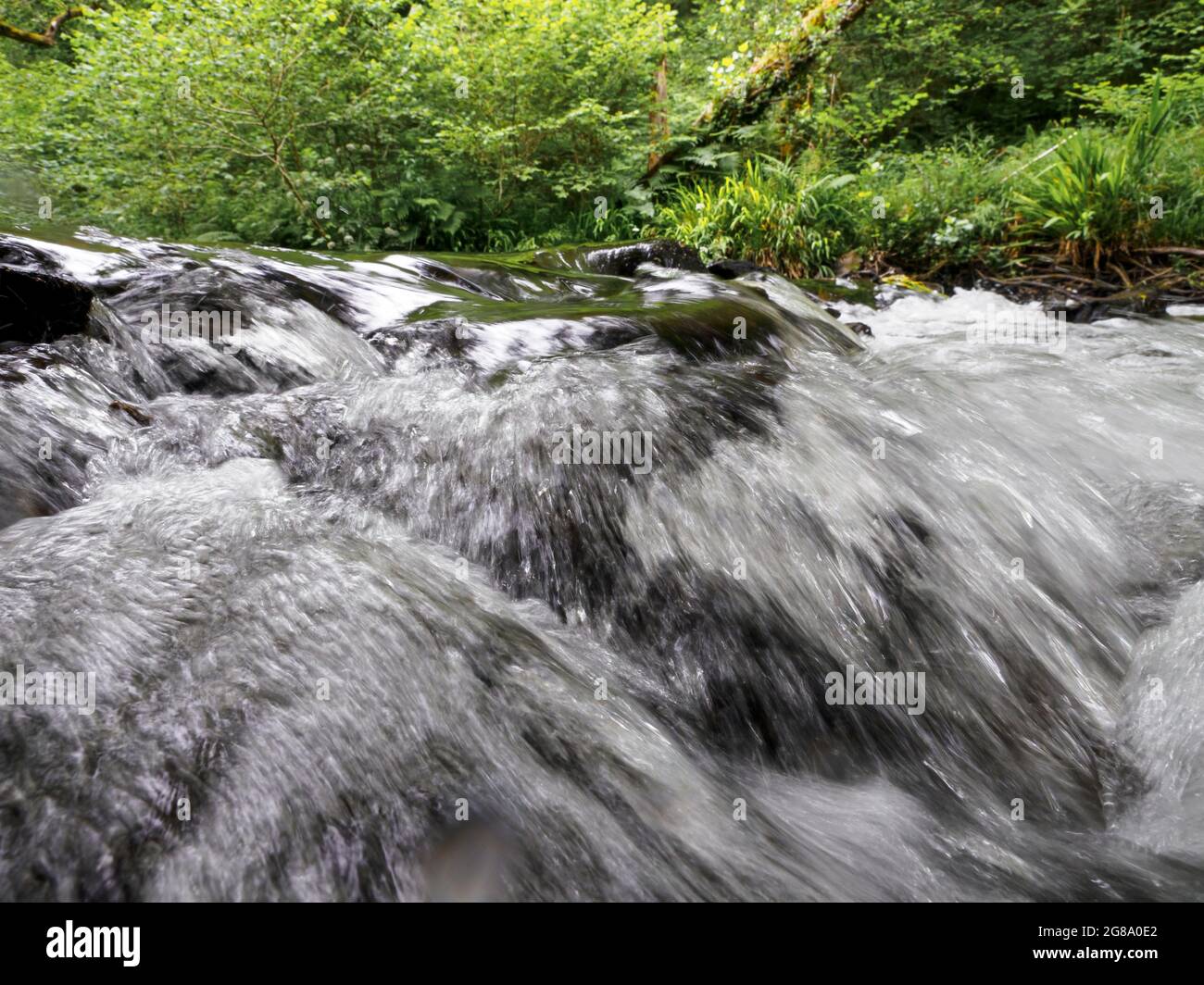 River Lynher flowing through Stara Woodland, Cornwall, UK Stock Photo ...