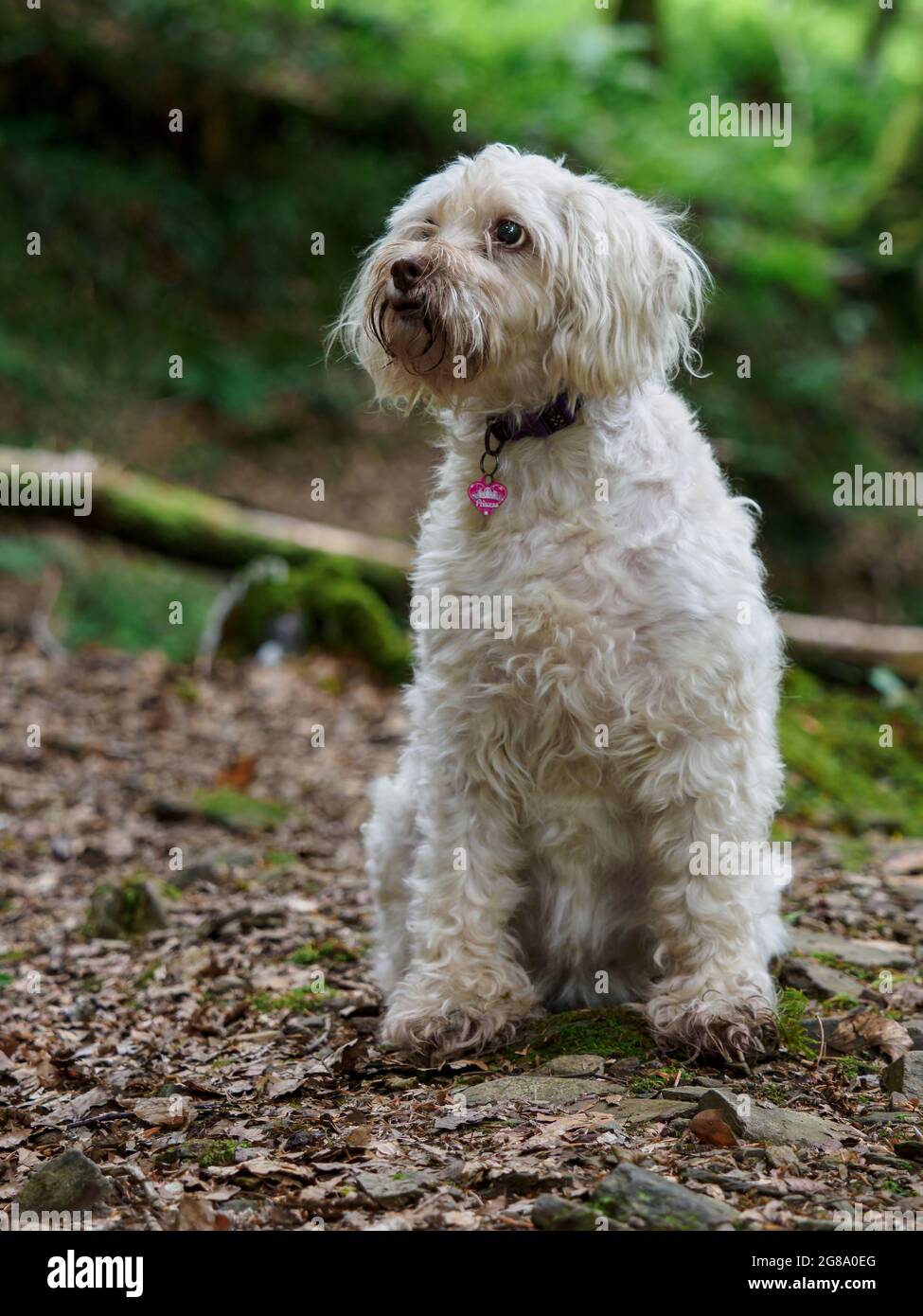 Happy Scruffy Dog High Resolution Stock Photography and Images - Alamy