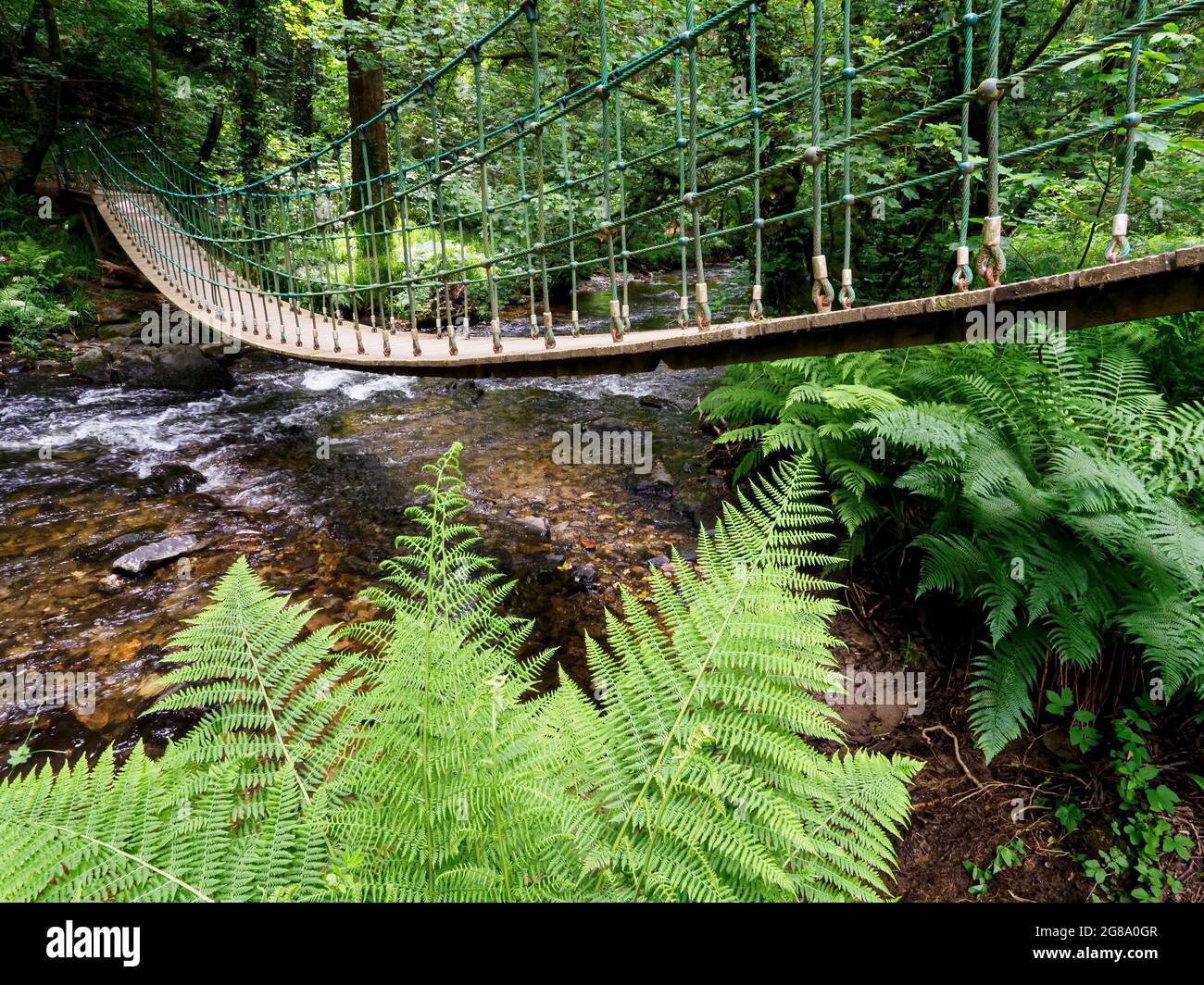 Suspension bridge across the River Lynher, Stara Woodland, Cornwall, UK ...