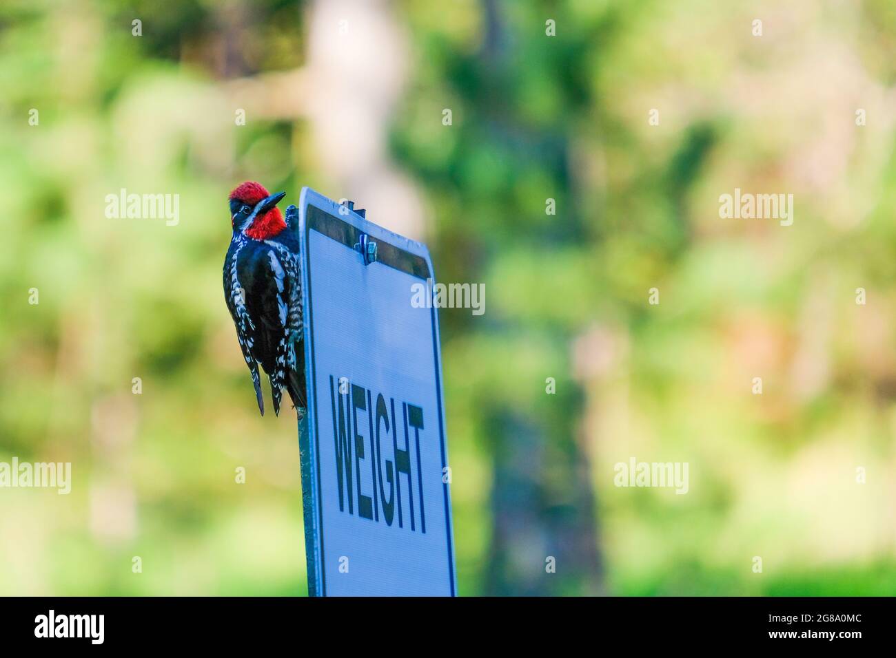 Sign woodpecker hi-res stock photography and images - Alamy