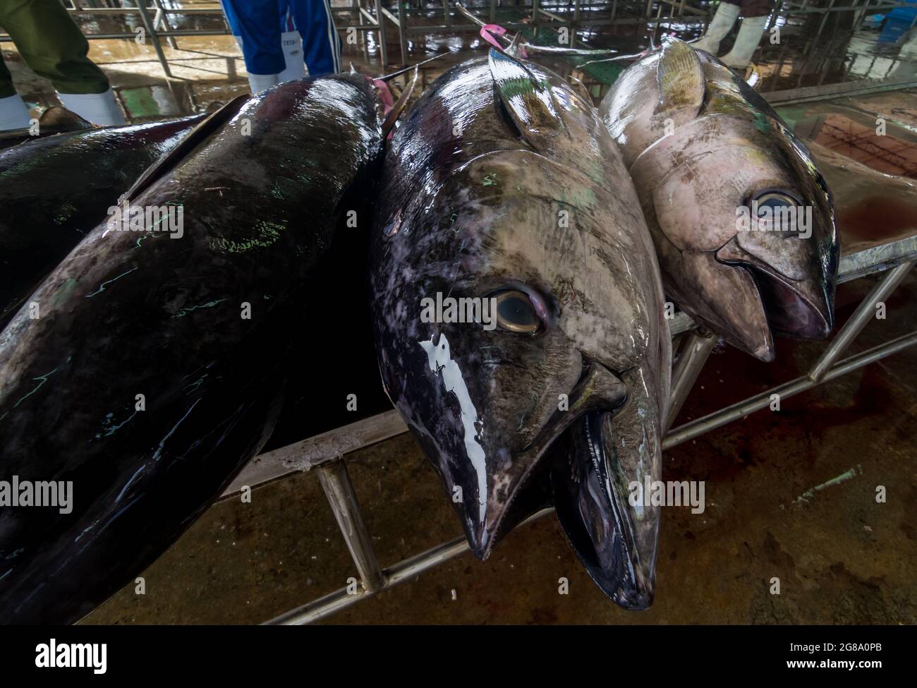 Fresh tuna for sale in the market Stock Photo - Alamy