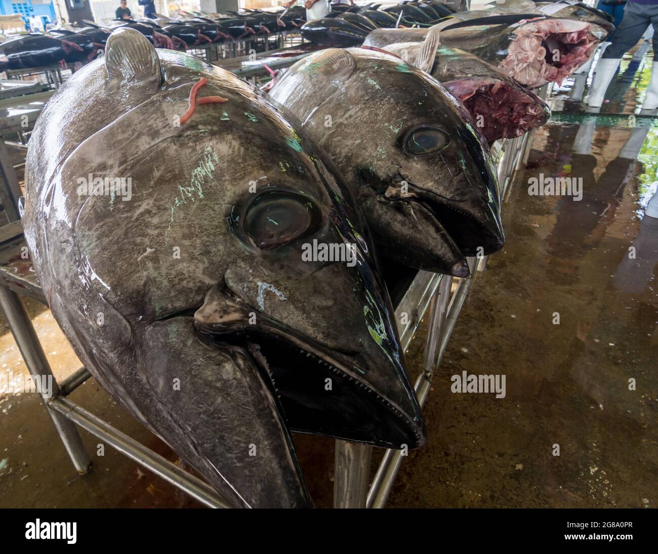 Yellowfin tuna fish market general santos city hi-res stock photography ...