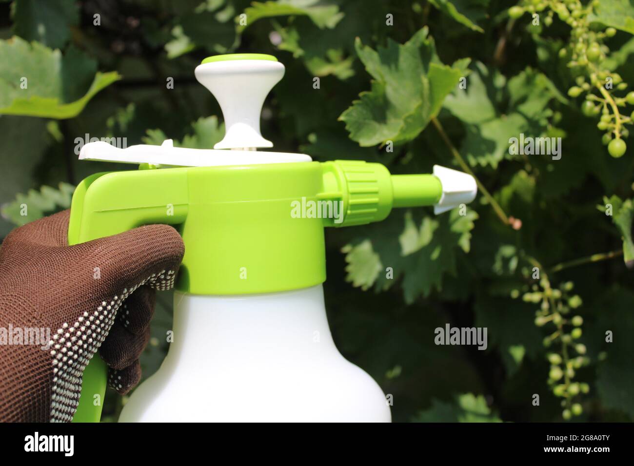 fungicide in front of vine grapes Stock Photo - Alamy