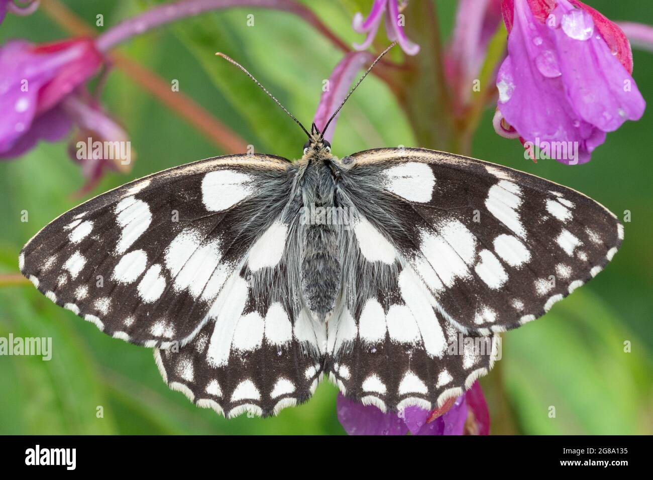 marbled white butterfly in Southampton Old Cemetery Stock Photo - Alamy