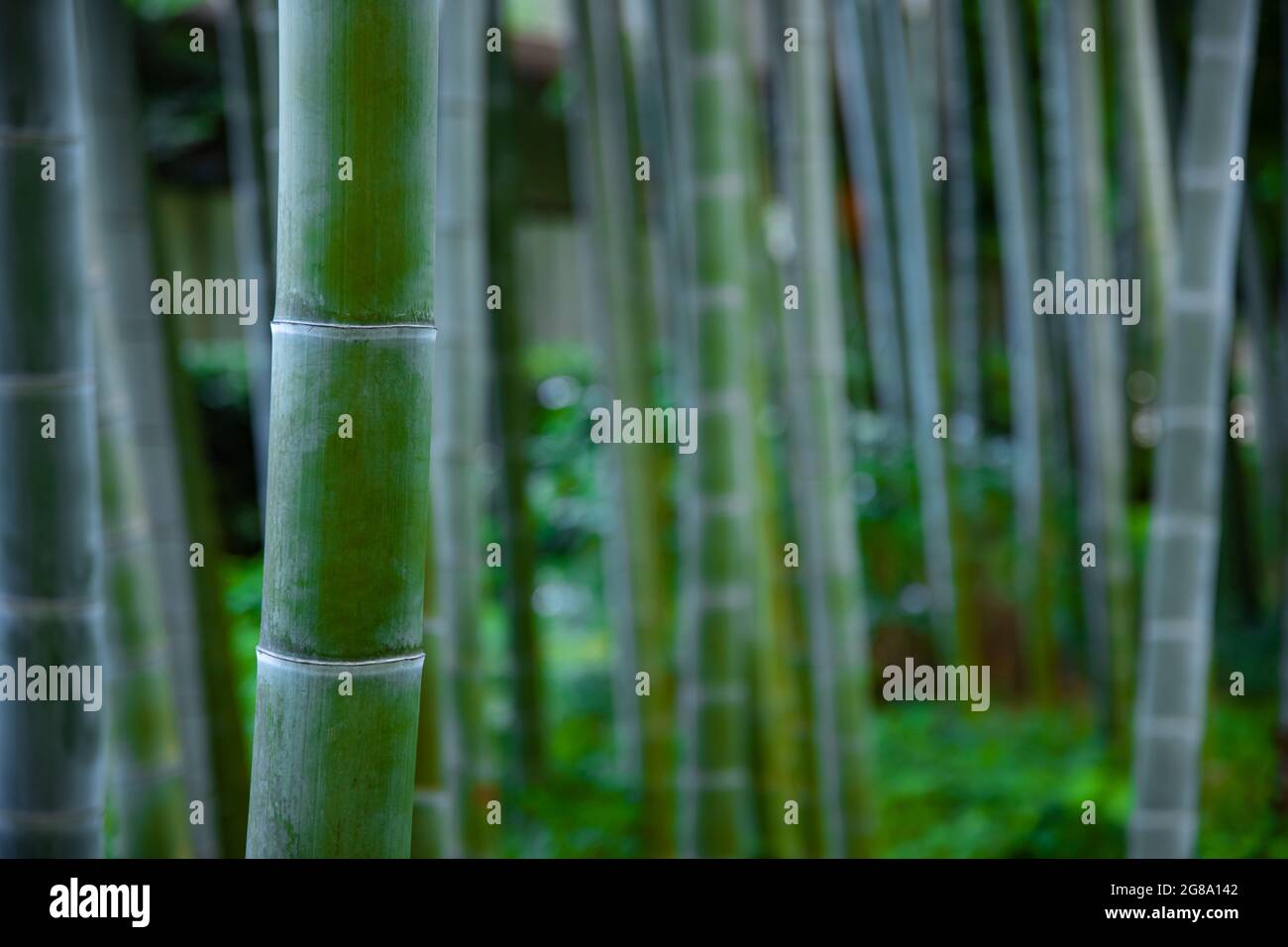 Beautiful bamboo forest at the traditional park daytime Stock Photo - Alamy