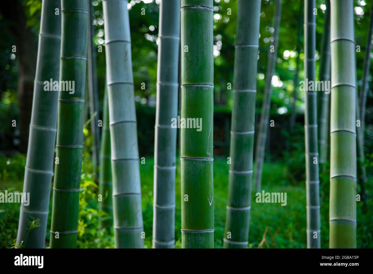 Beautiful bamboo forest at the traditional park daytime Stock Photo - Alamy
