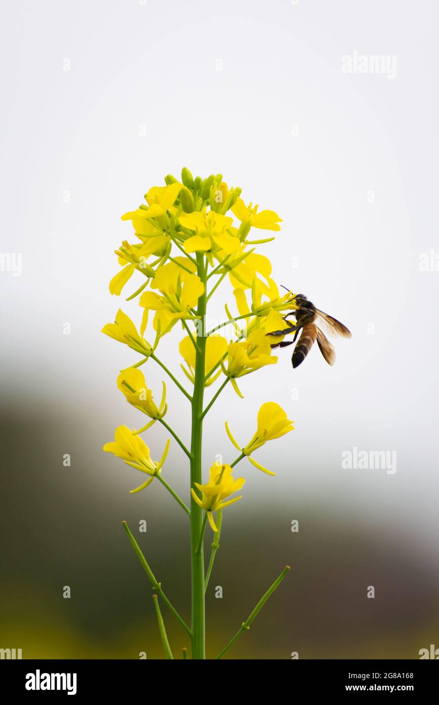 Honey Bee collecting pollen on yellow mustard flower Stock Photo - Alamy