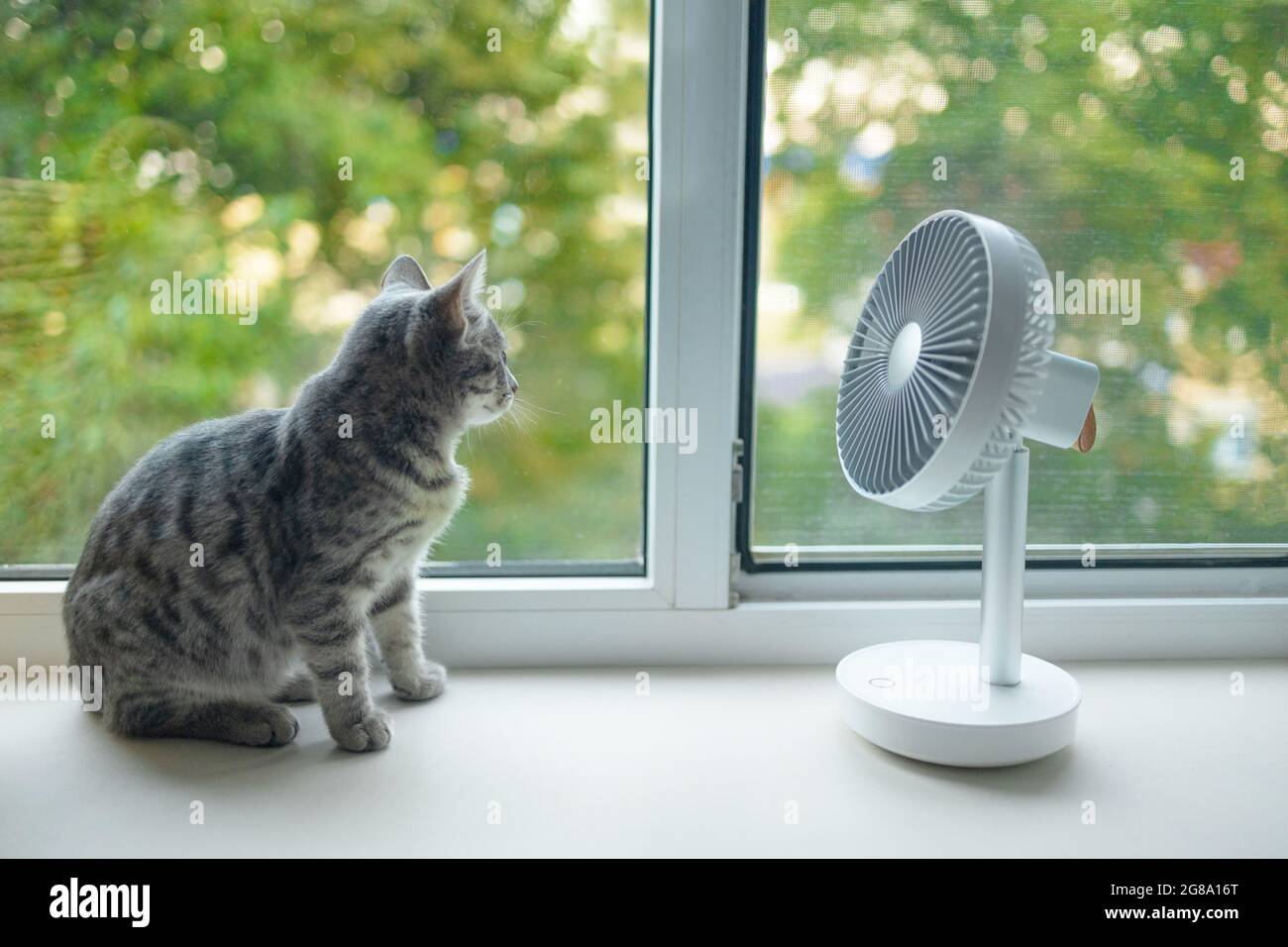 Cute fluffy cat enjoying air flow from fan on the windowsill on a hot ...
