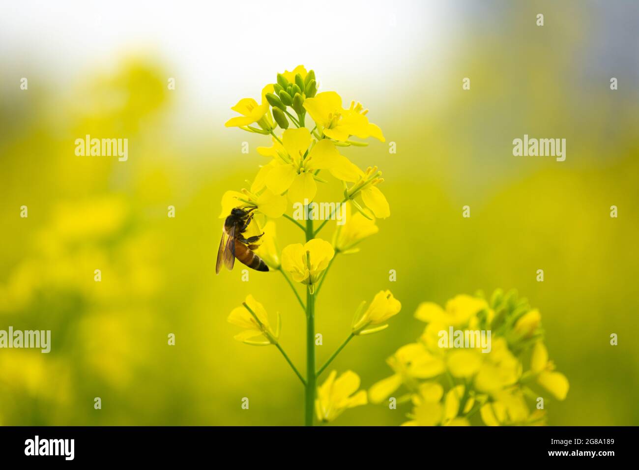 Honey Bee collecting pollen on yellow mustard flower Stock Photo - Alamy