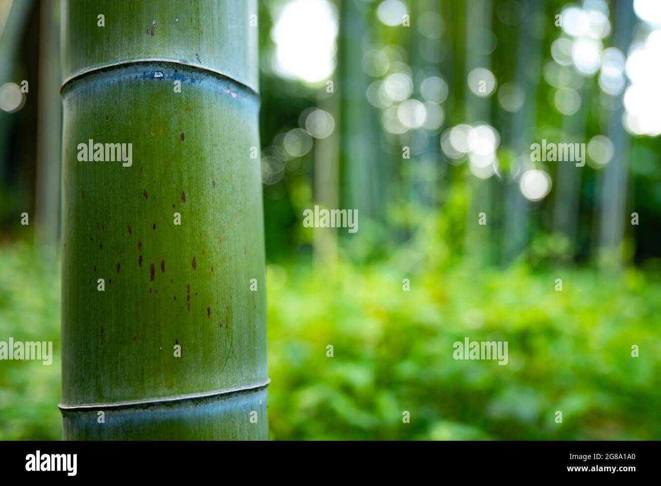 Beautiful bamboo forest at the traditional park daytime closeup Stock ...