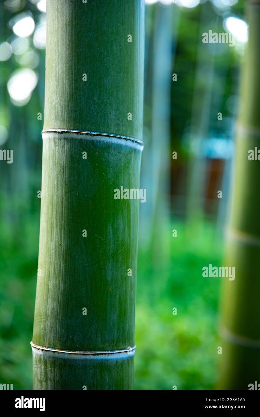 Beautiful bamboo forest at the traditional park daytime closeup Stock ...