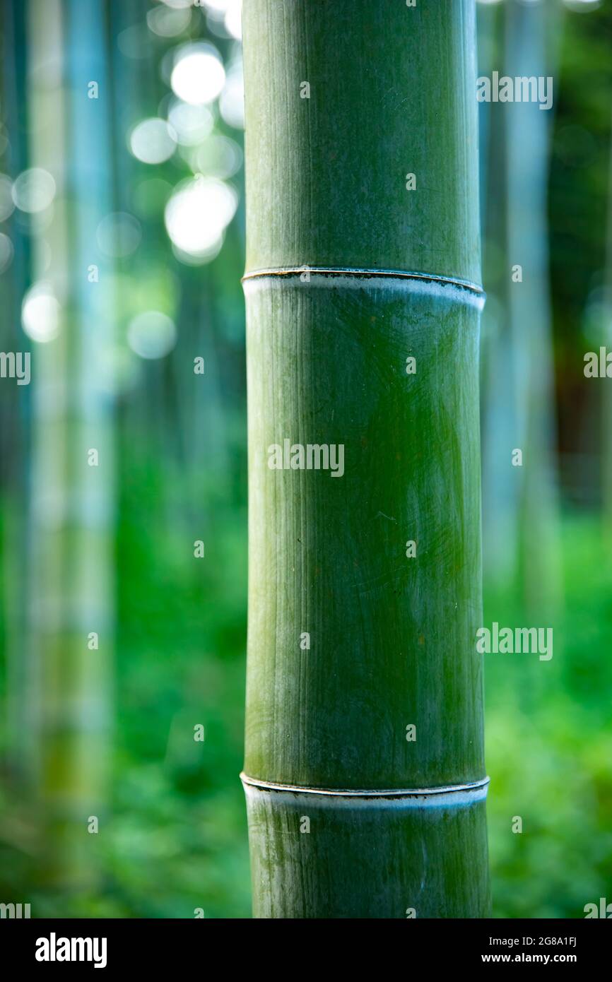Beautiful bamboo forest at the traditional park daytime closeup Stock ...