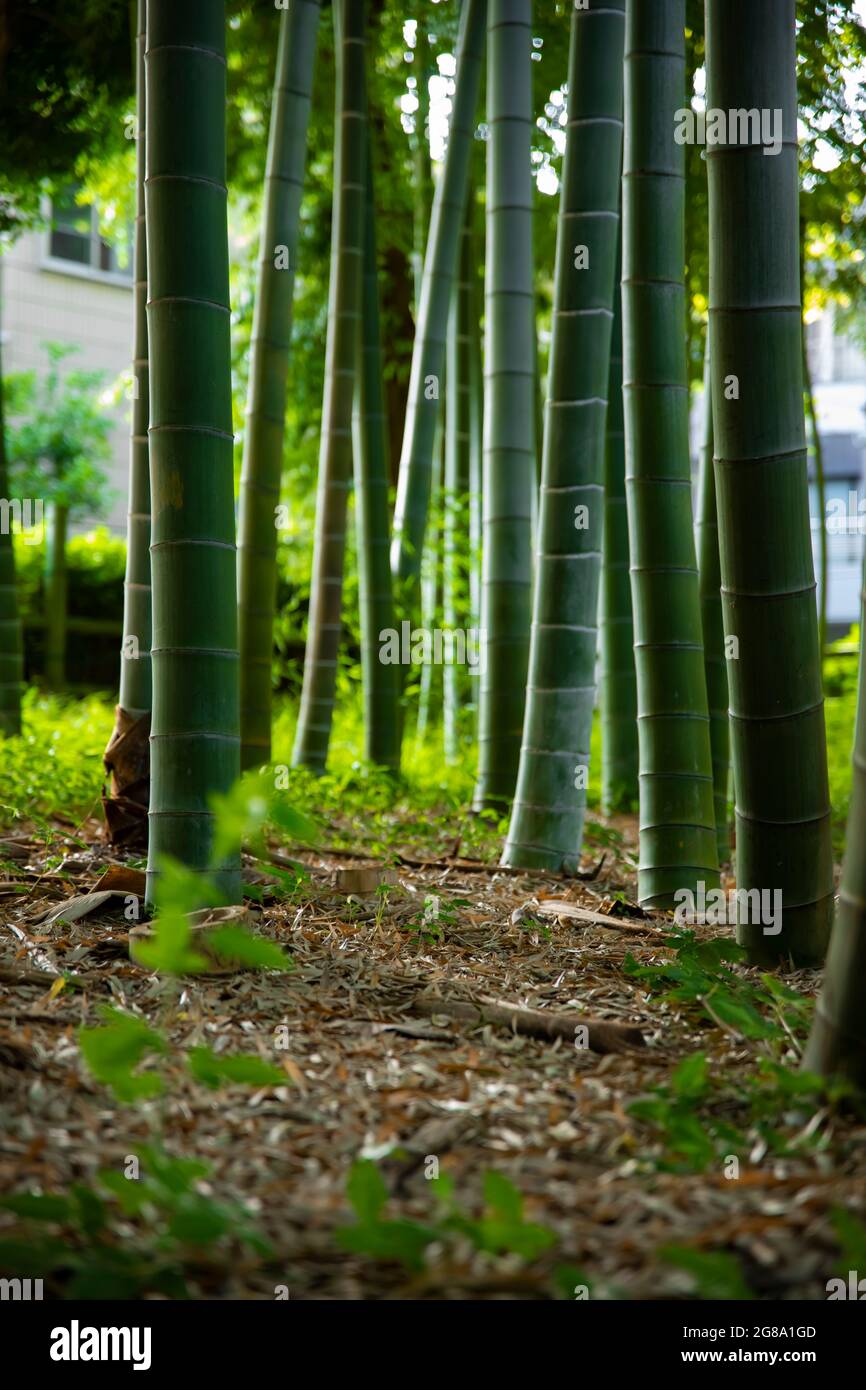 Beautiful bamboo forest at the traditional park daytime Stock Photo - Alamy