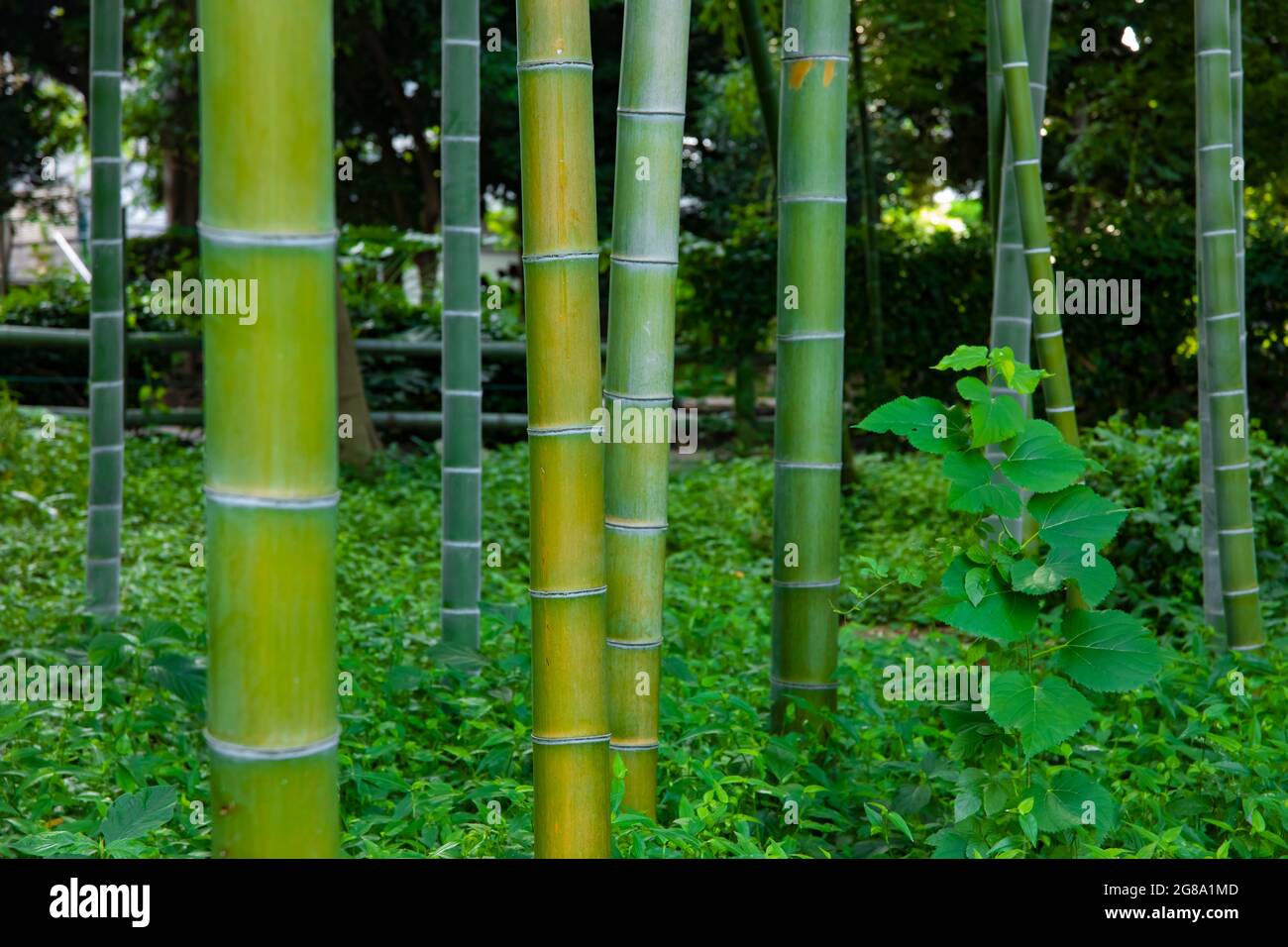 Beautiful bamboo forest at the traditional park daytime Stock Photo - Alamy