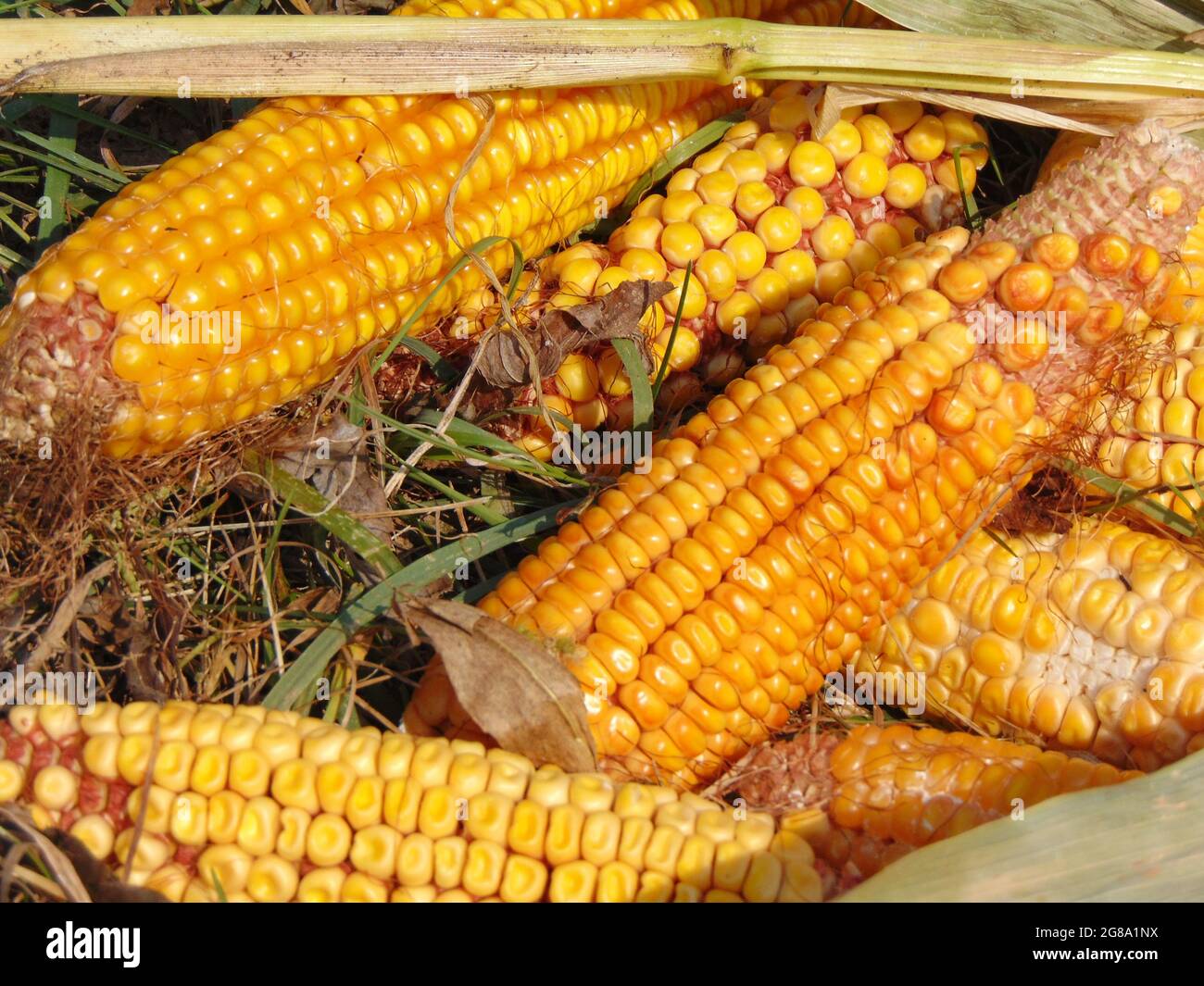 A closeup of harvested corn at a farm in Maramures, Romania Stock Photo ...