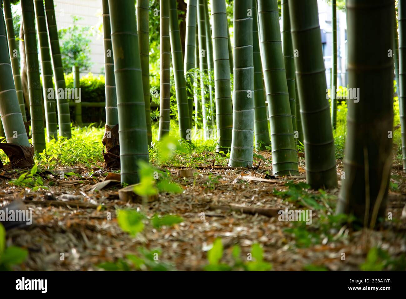 Beautiful bamboo forest at the traditional park daytime long shot Stock ...