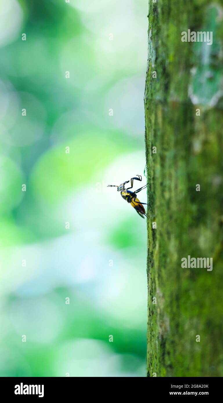 Image of beautiful bumble bee hi-res stock photography and images - Alamy