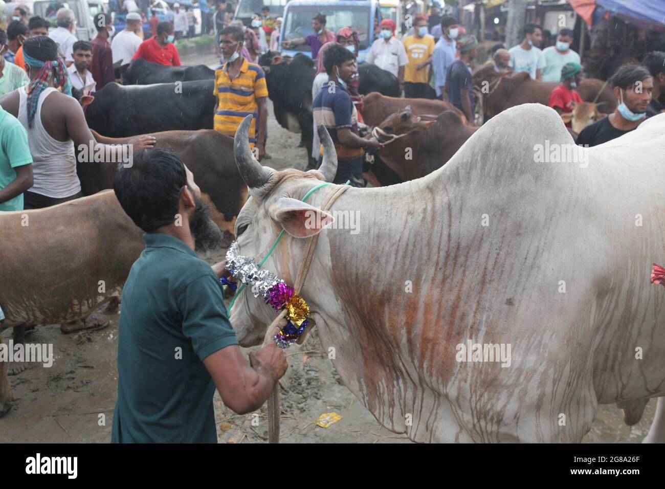 Dhaka, Bangladesh. 18th July, 2021. Cows for sale at a livestock market ...