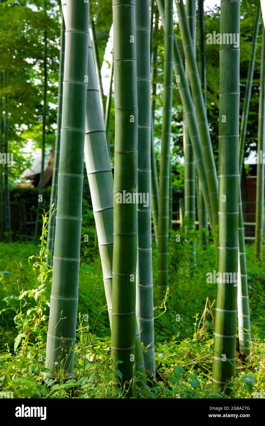 Beautiful bamboo forest at the traditional park daytime Stock Photo - Alamy