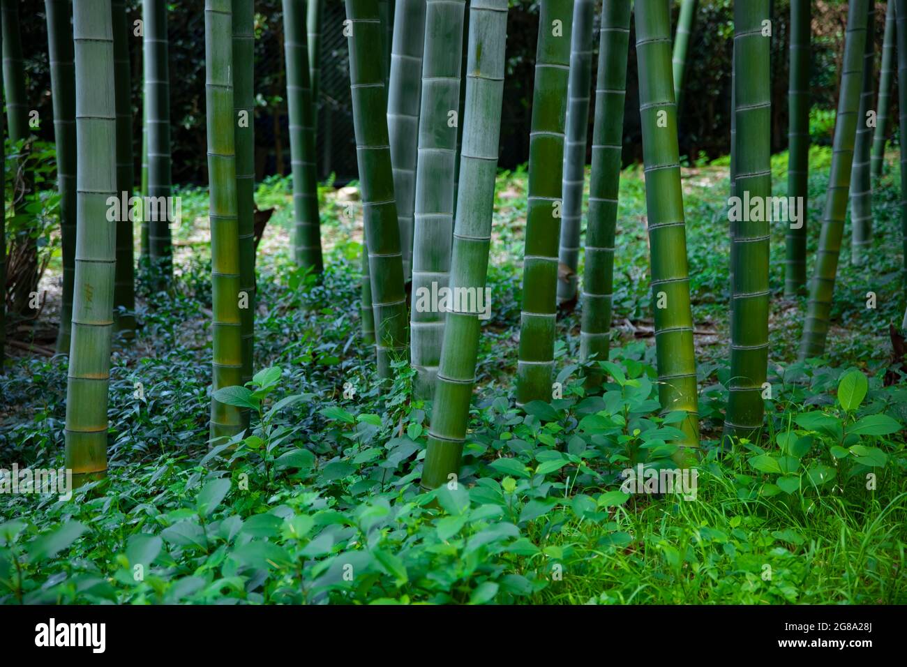 Beautiful bamboo forest at the traditional park daytime Stock Photo - Alamy