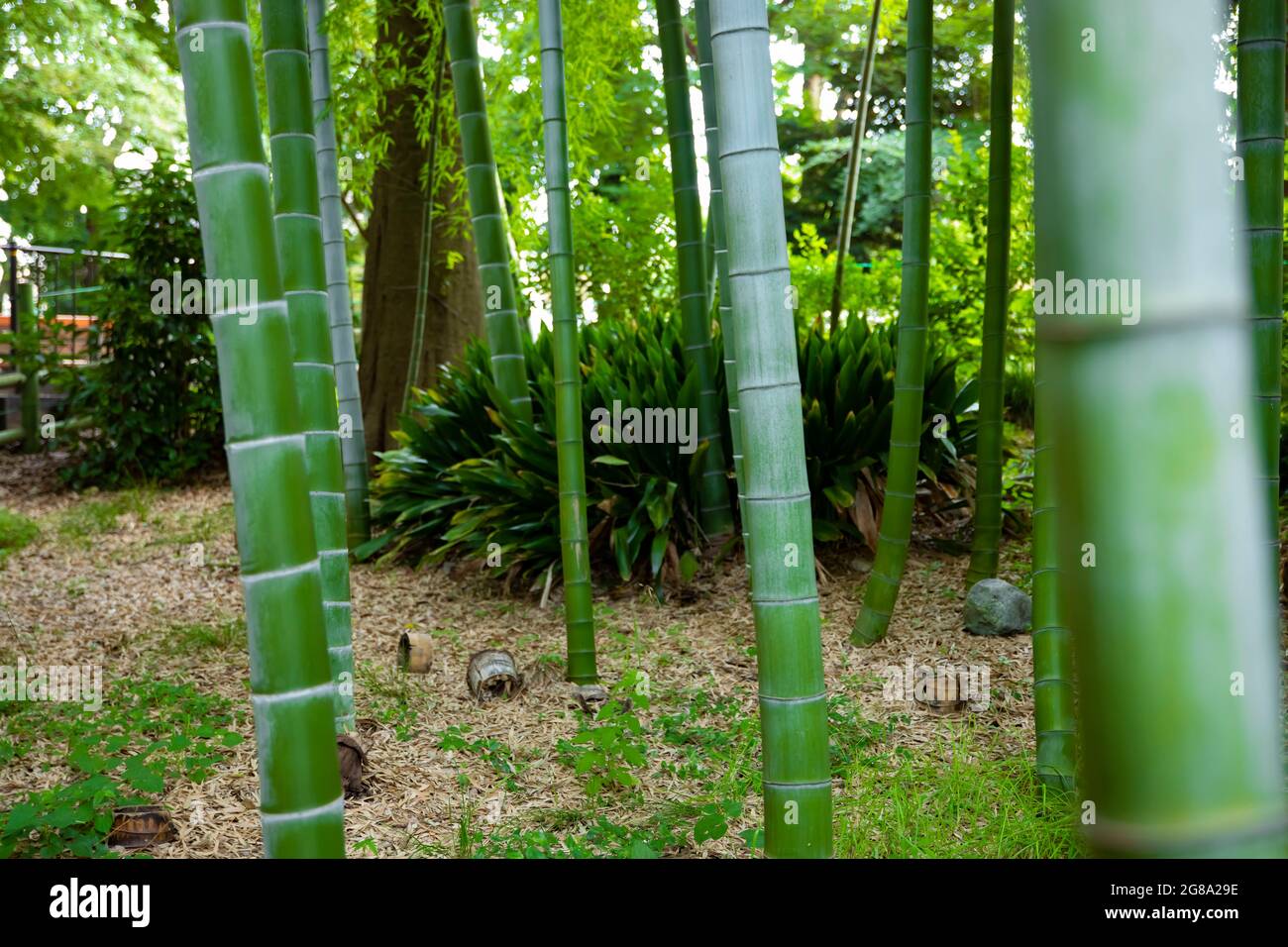 Beautiful bamboo forest at the traditional park daytime Stock Photo - Alamy