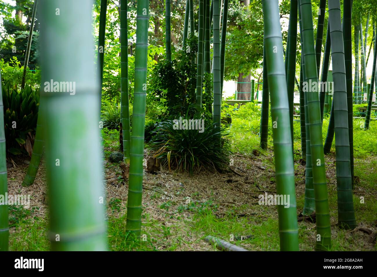 Beautiful bamboo forest at the traditional park daytime Stock Photo - Alamy