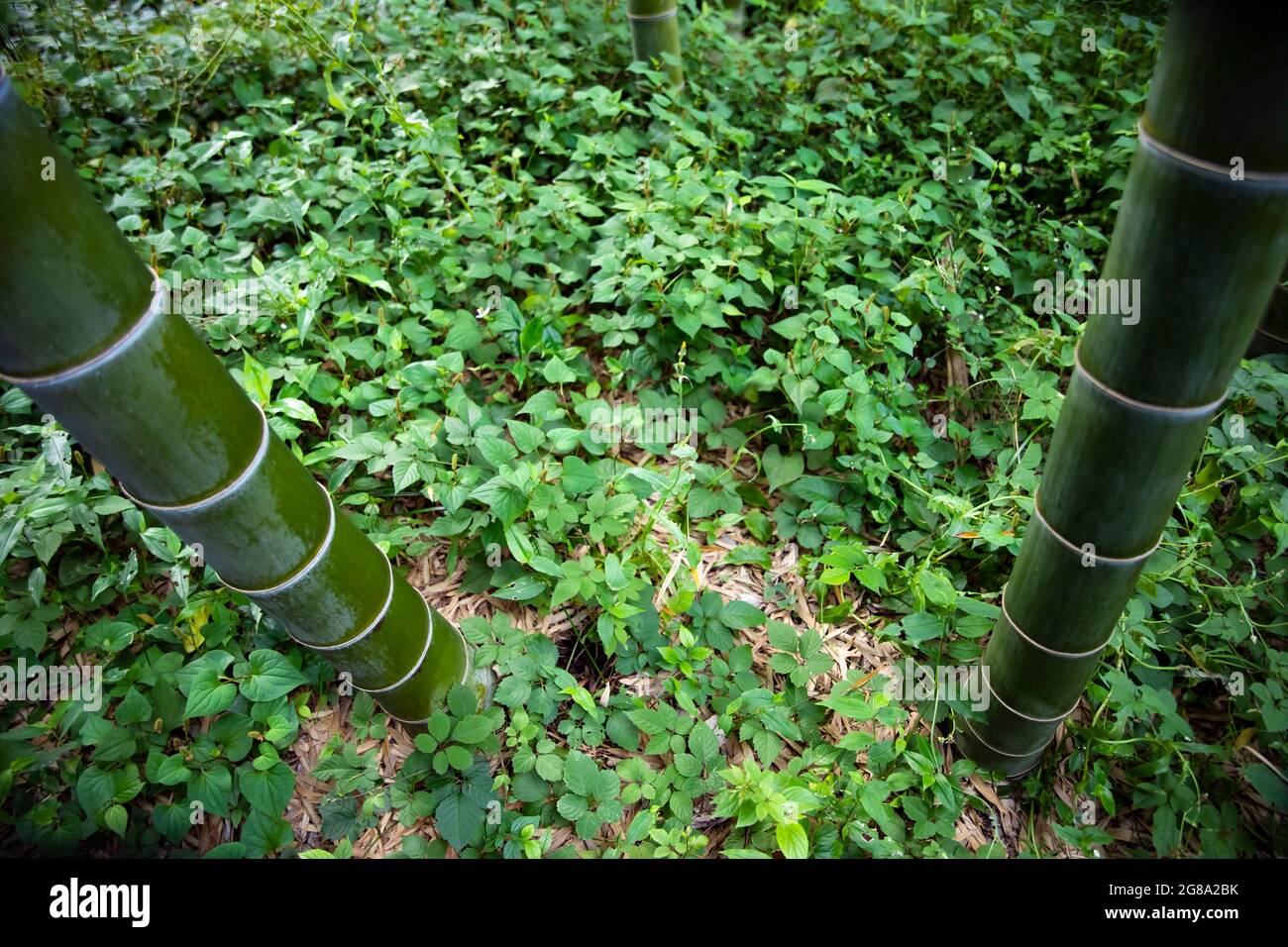 Beautiful bamboo forest at the traditional park daytime wide shot high ...