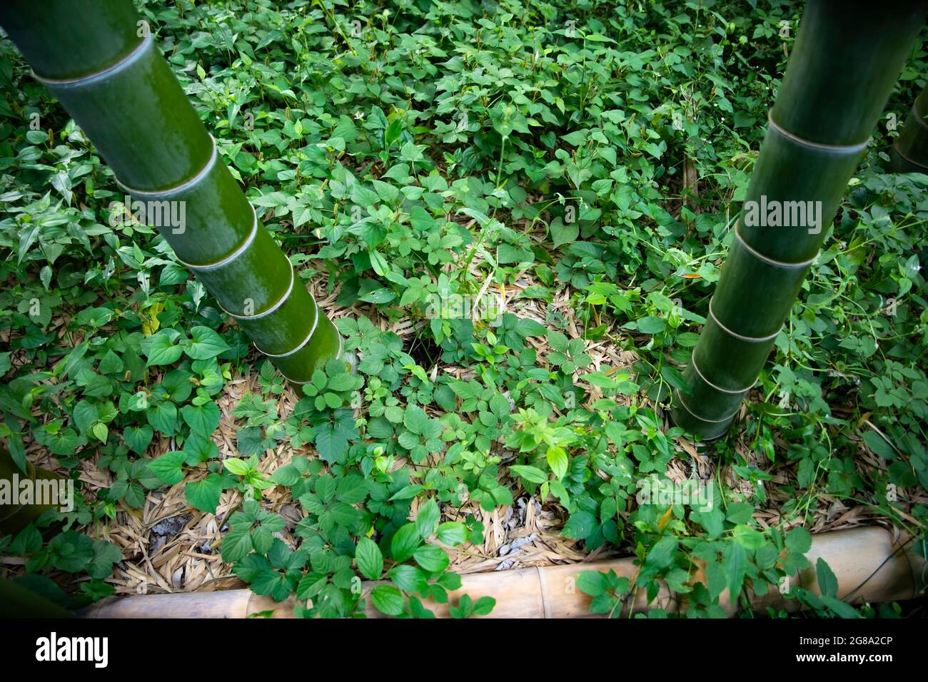 Beautiful bamboo forest at the traditional park daytime wide shot high ...
