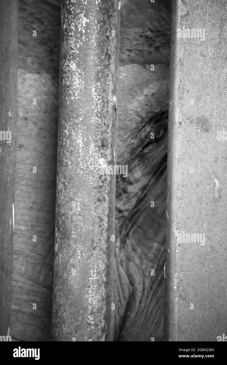 Elephant in captivity Stock Photo - Alamy