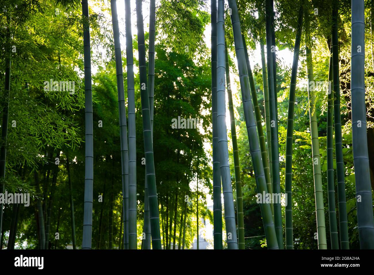 Beautiful bamboo forest at the traditional park daytime Stock Photo - Alamy