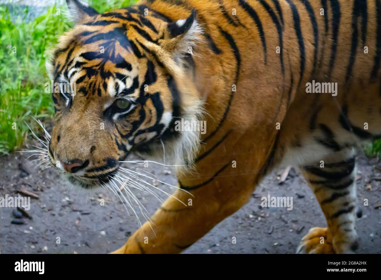 Tiger Breaking Through Glass Wallpaper Angry Tiger, Animal, Broken