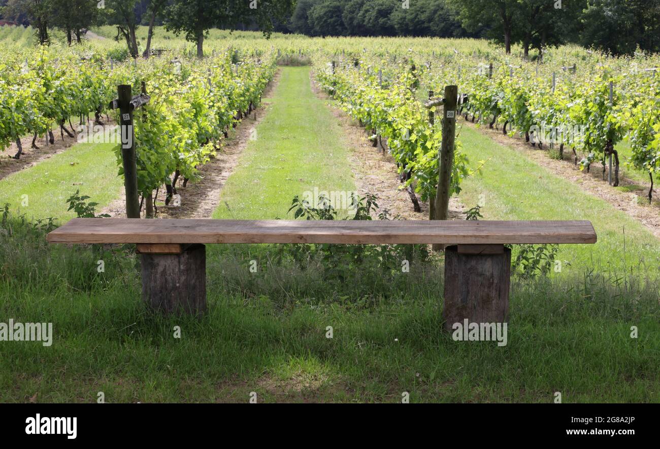 Nutbourne Vineyard, Pullbourgh, West Sussex, England, UK in summer 2021 ...