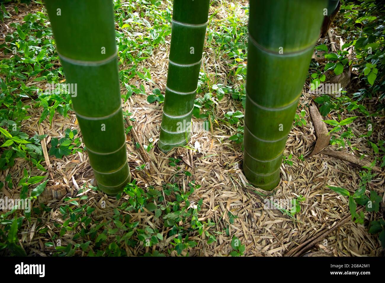 Beautiful bamboo forest at the traditional park daytime wide shot high ...