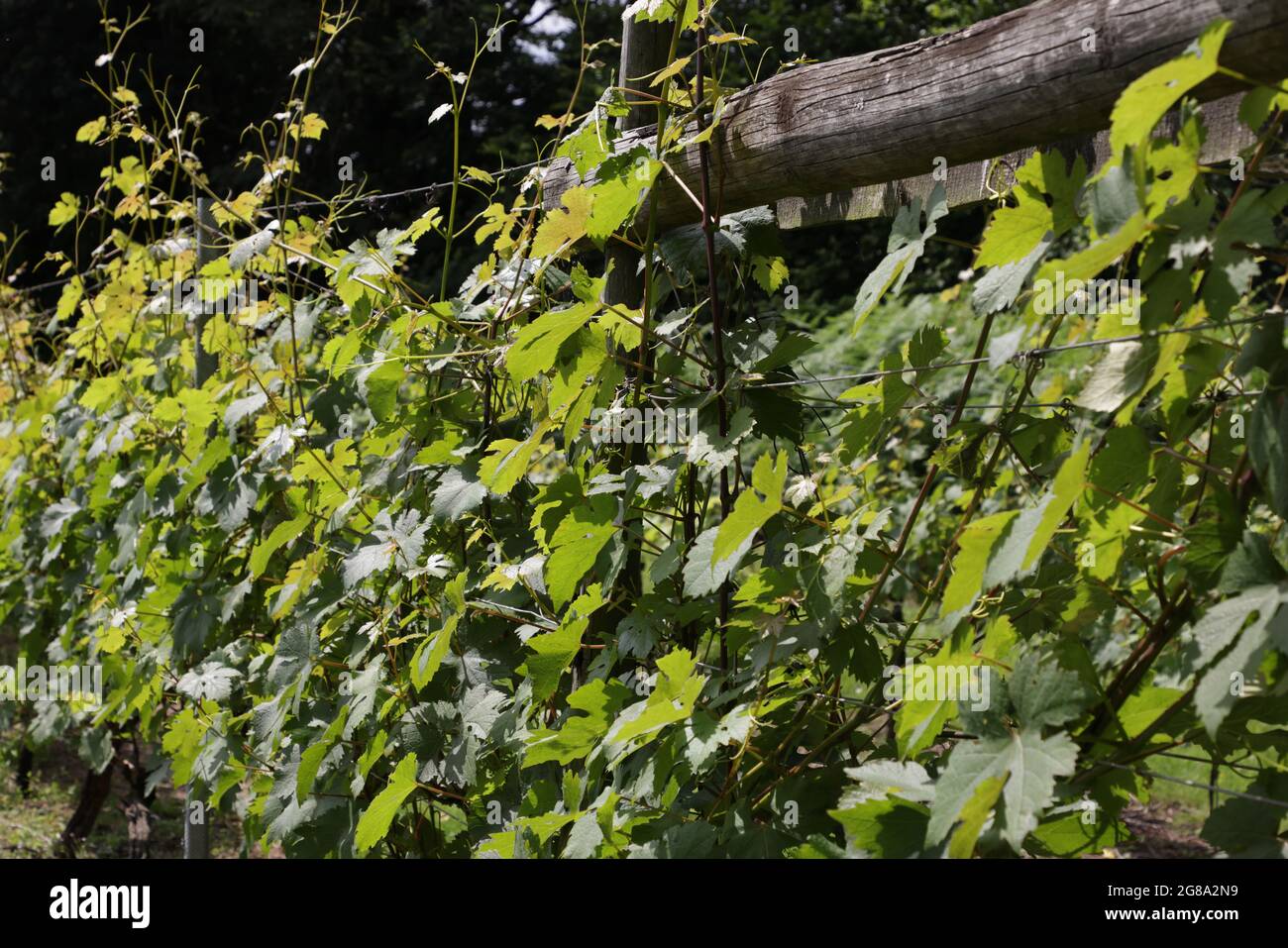 English vineyard 2021 hi-res stock photography and images - Alamy