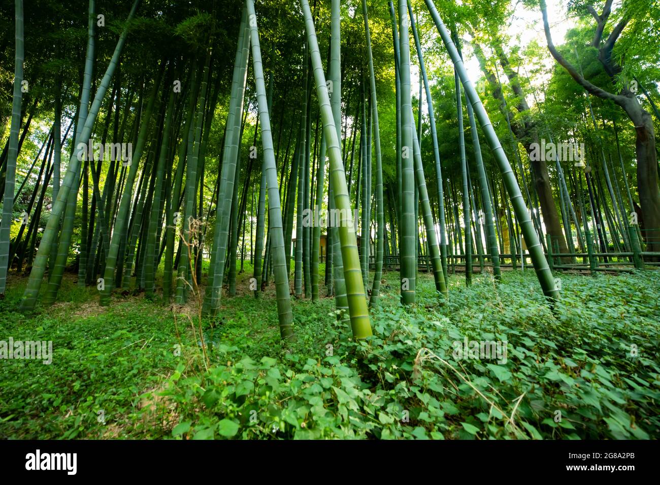 Beautiful bamboo forest at the traditional park daytime wide shot Stock ...