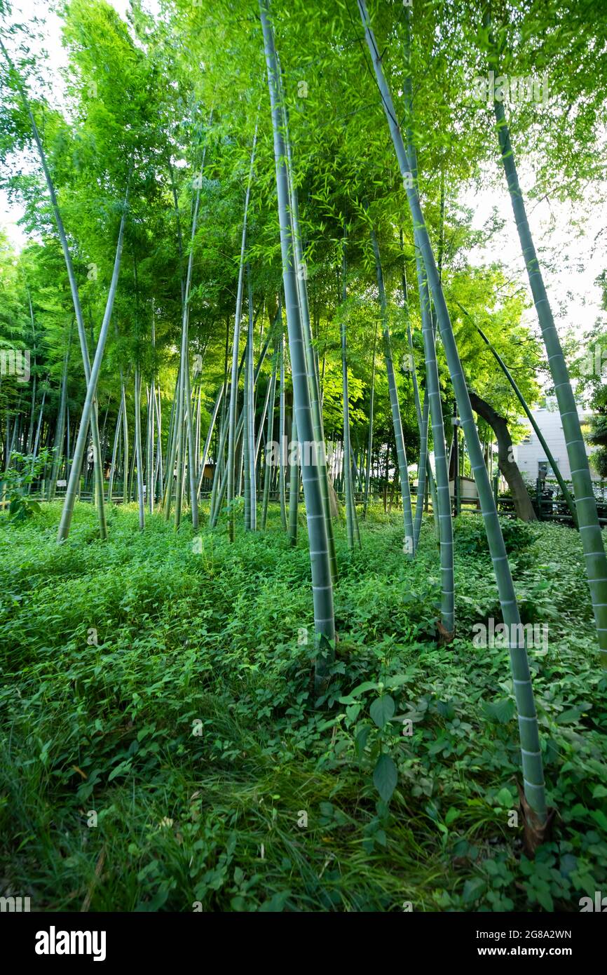 Beautiful bamboo forest at the traditional park daytime wide shot Stock ...