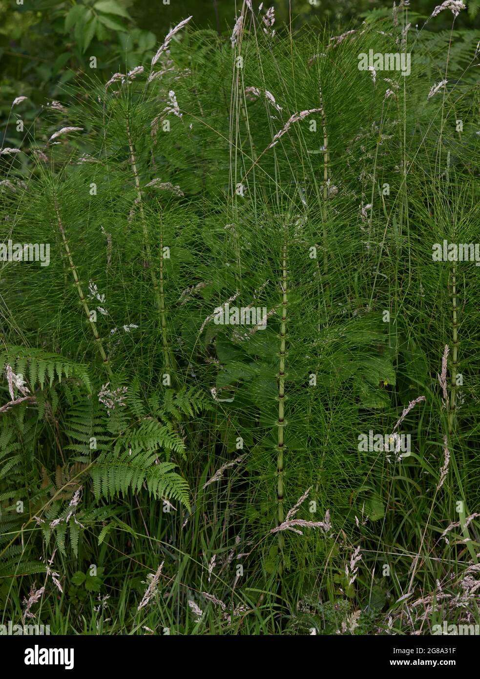 Close-up of marestail in the UK in July Stock Photo - Alamy