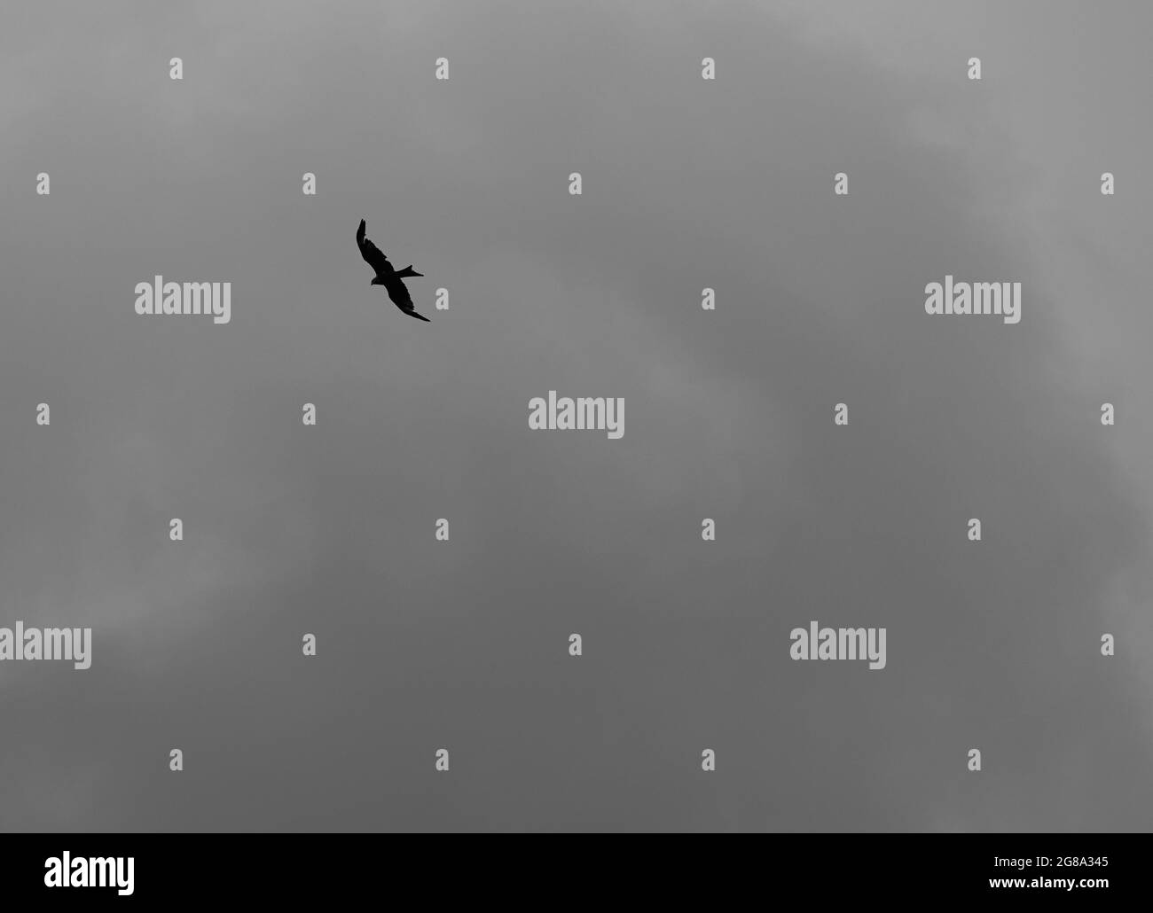 Bird of prey circling overhead in the UK in July Stock Photo - Alamy