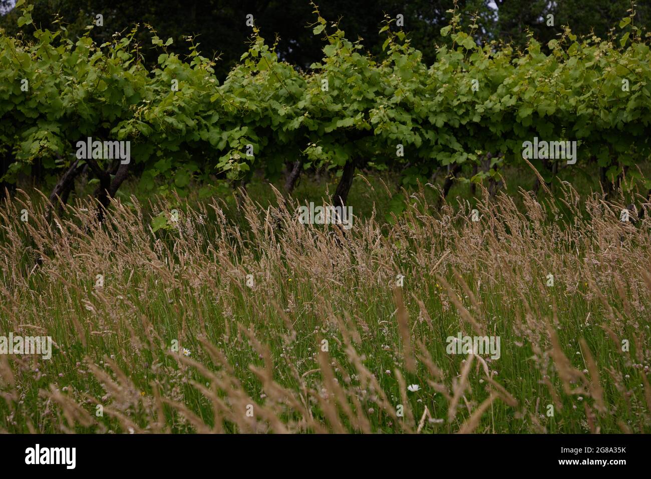 Nutbourne Vineyard, Pullbourgh, West Sussex, England, UK in summer 2021 ...