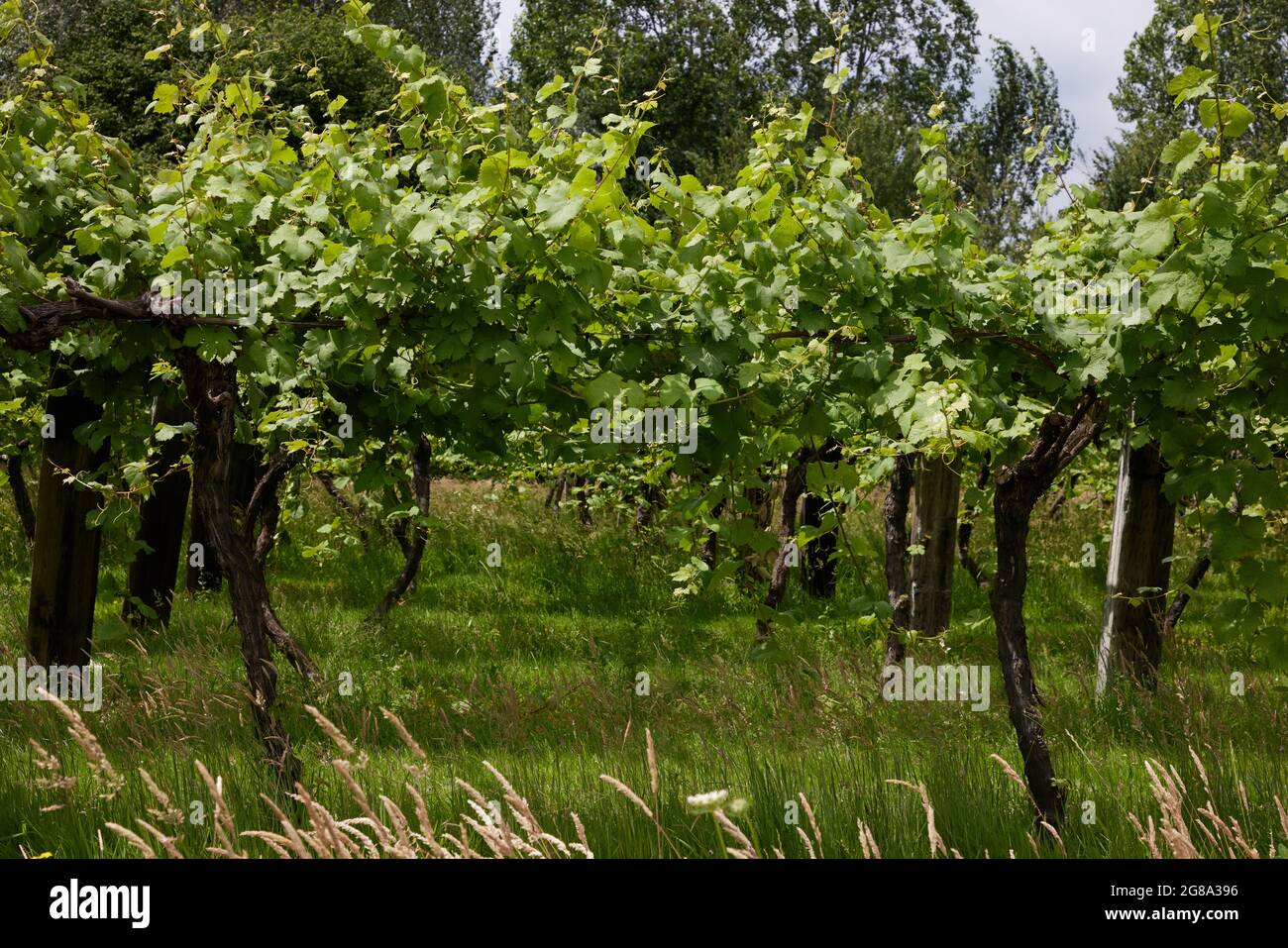 Nutbourne Vineyard, Pullbourgh, West Sussex, England, UK in summer 2021 ...